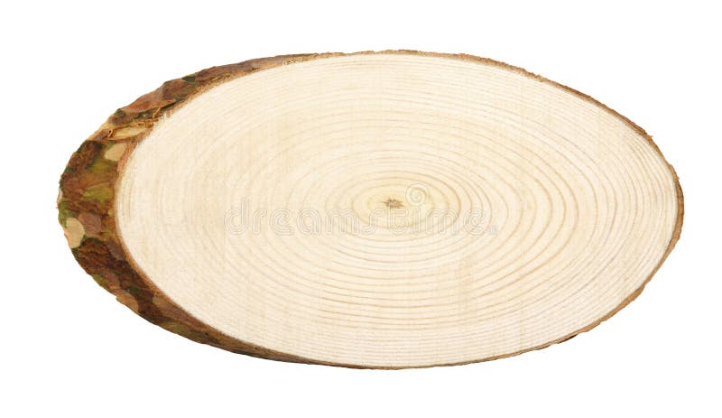 Oval Cross Section of Pine Tree Stock Photo - Image of circular ...