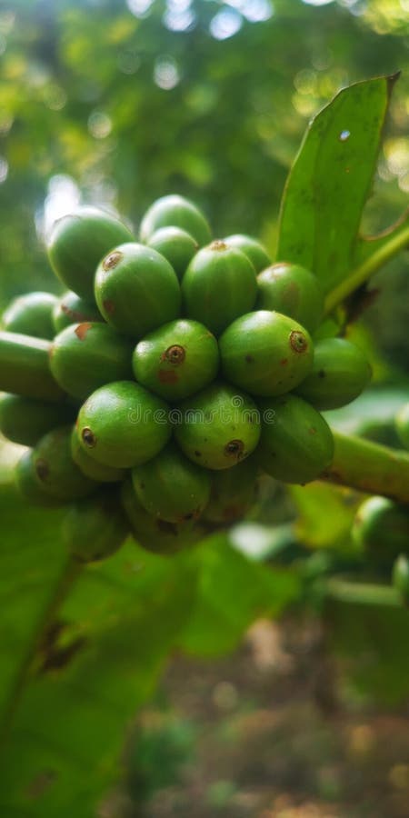 The Oval and Green Coffee Fruits in the Garden Stock Photo - Image of ...