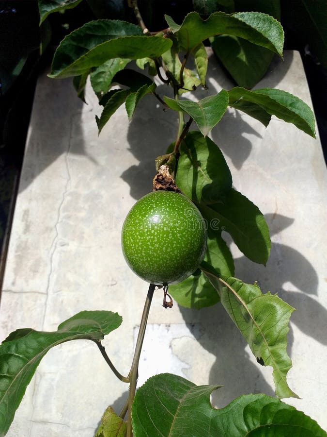 Oval Green Fruit with Its Surface Reflecting Sunlight Stock Image ...