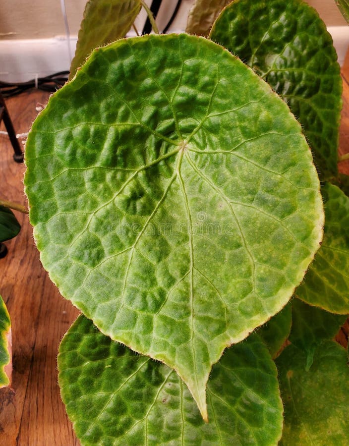 Oval Leaf Pattern and Shape of Rhizomatous Begonia Phuthoensis Stock ...