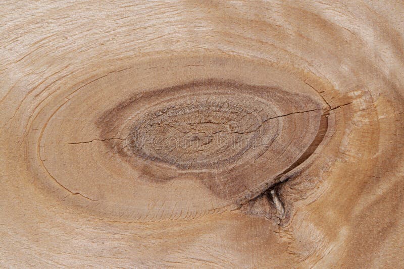 Oval Mark from Wooden Knot Light Brown Background Macro Stock Photo ...