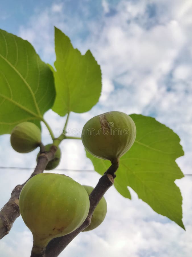 An Oval-shaped Fig with Distinctive Green Leaves and a Bright Blue Sky ...