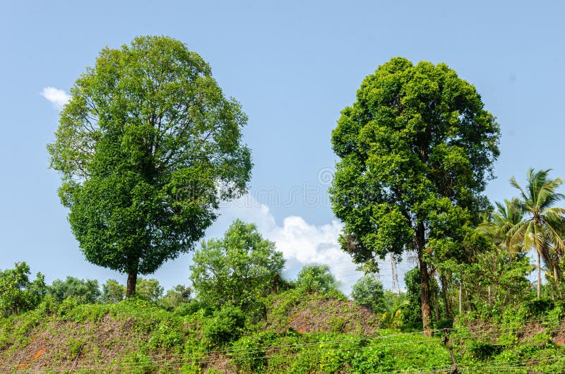 Oval Shaped Large Twin Trees on a Hillside Stock Image - Image of leaf ...