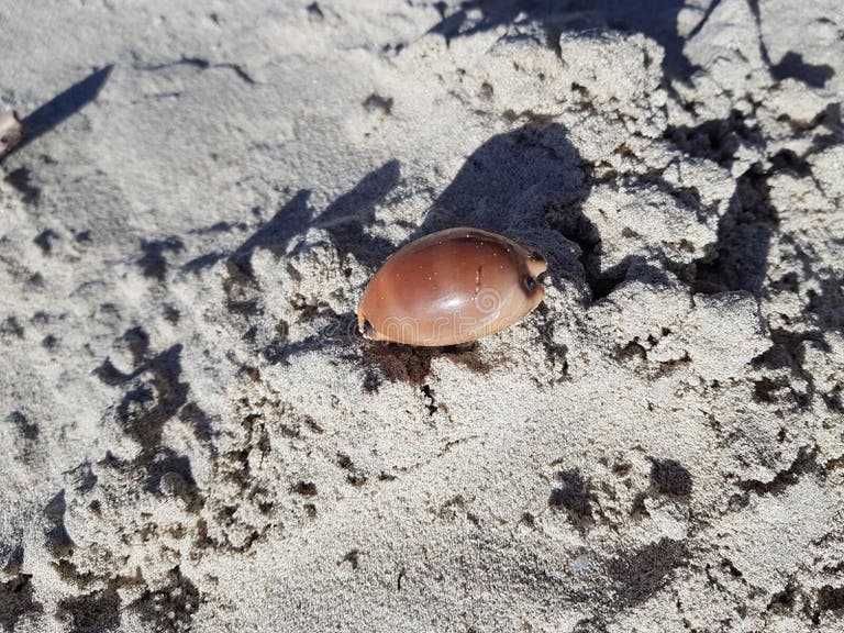 An Oval Shaped Shell on the Beach Stock Photo - Image of animal ...