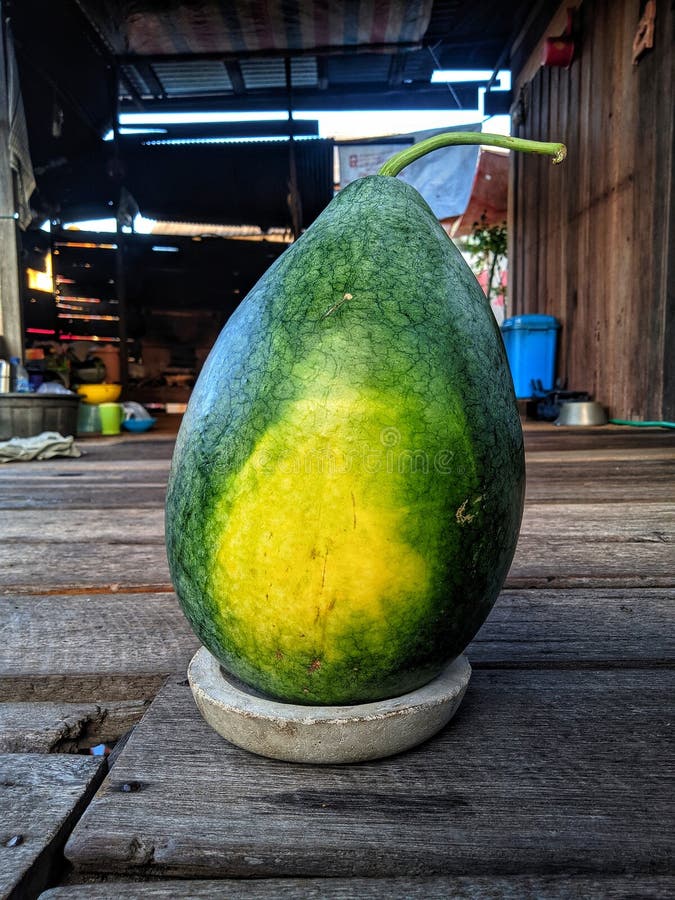 Oval Shaped Yellow Watermelon Stock Image - Image of shaped, fruit ...