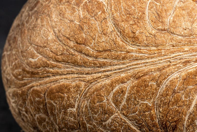 Napy Coconut Texture Closeup Similar To Tree Roots Stock Image - Image ...