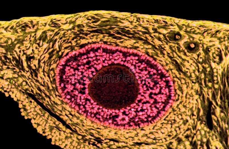 Ovarian tissue stock photo. Image of eggs, ovarian, magnification ...
