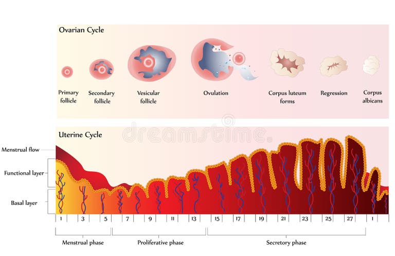 Ovary Uterine Hormone Stock Illustrations – 207 Ovary Uterine Hormone ...