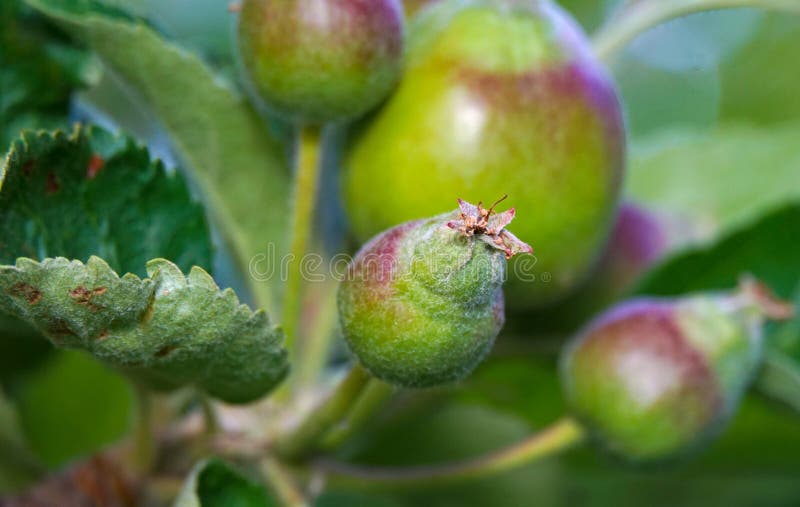Ovary Fruit Apple. Young Apples on the Tree Begin To Ripen Stock Image ...