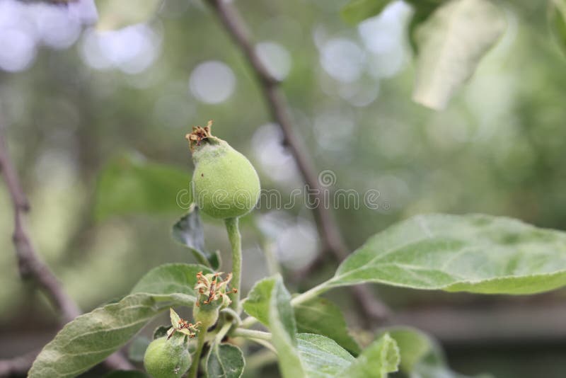 Ovary Fruit Apple. Young Apples on the Tree Begin To Ripen Image. Stock ...