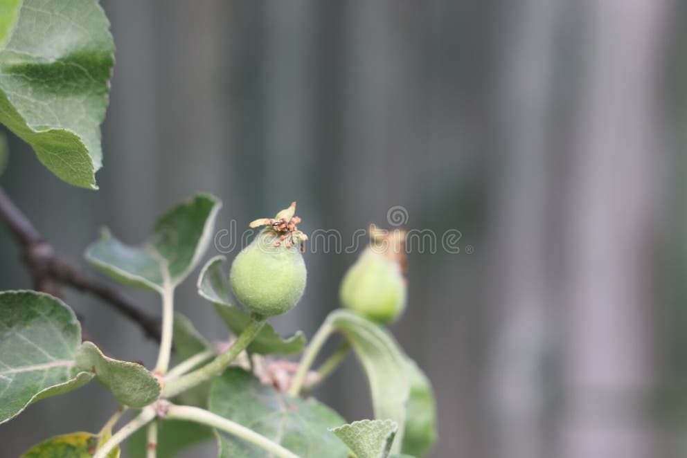 Ovary Fruit Apple. Young Apples on the Tree Begin To Ripen Image. Stock ...