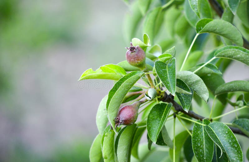 Ovary on Fruit Trees. Pear Close-up Wilting. Blurred Background Stock ...