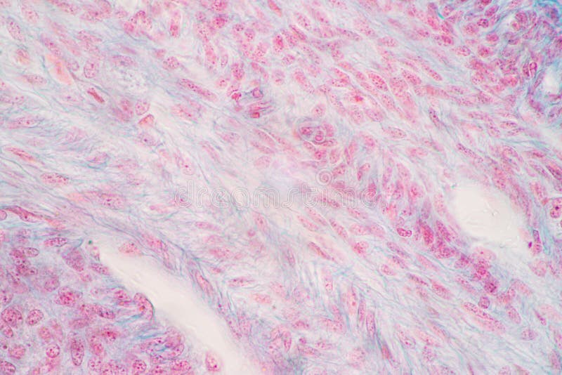 Ovary and Testis Human Cells Under Microscope. Stock Image - Image of ...