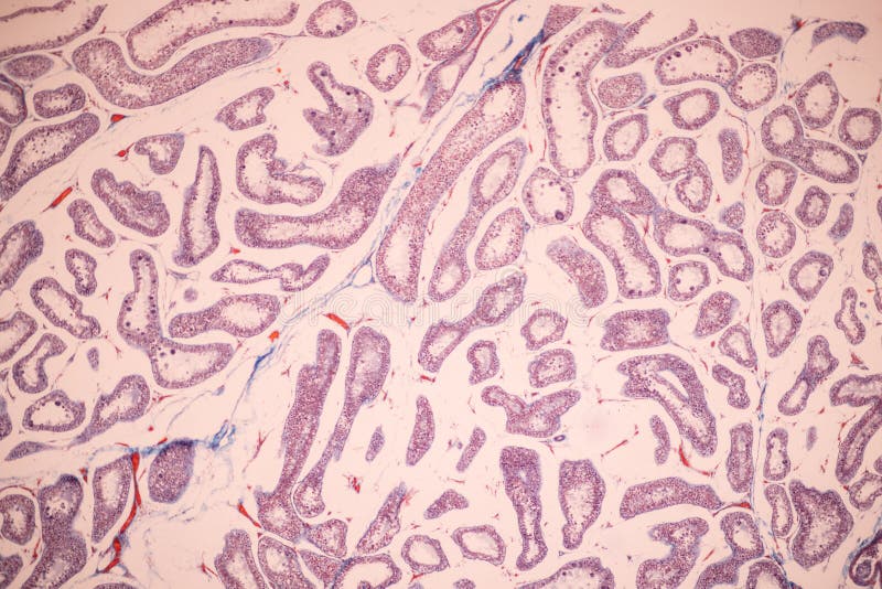 Ovary and Testis Human Cells Under Microscope. Stock Photo - Image of ...