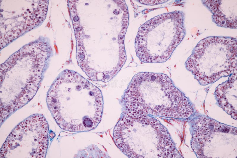 Ovary and Testis Human Cells Under Microscope. Stock Photo - Image of ...