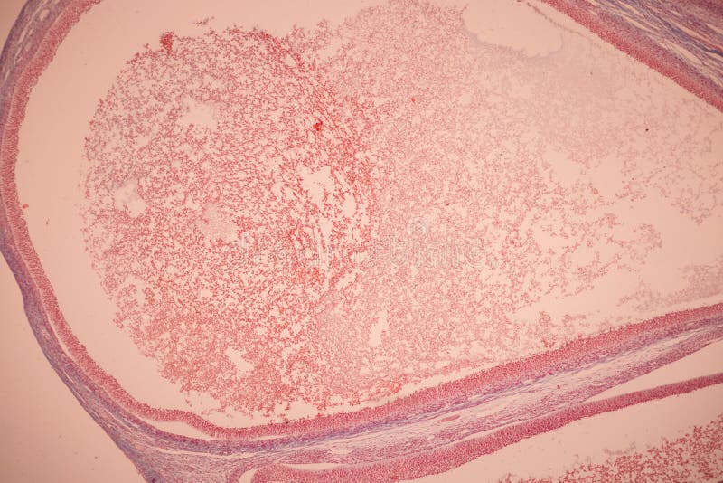 Ovary and Testis Human Cells Under Microscope. Stock Image - Image of ...