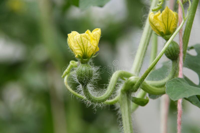 Ovary of Watermelon and Flowering of Melon Culture. Selective Focus ...