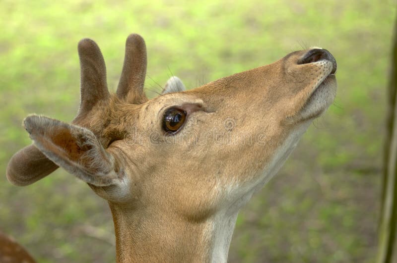 Ovas caras foto de stock. Imagem de manchado, animal, olhos - 870126