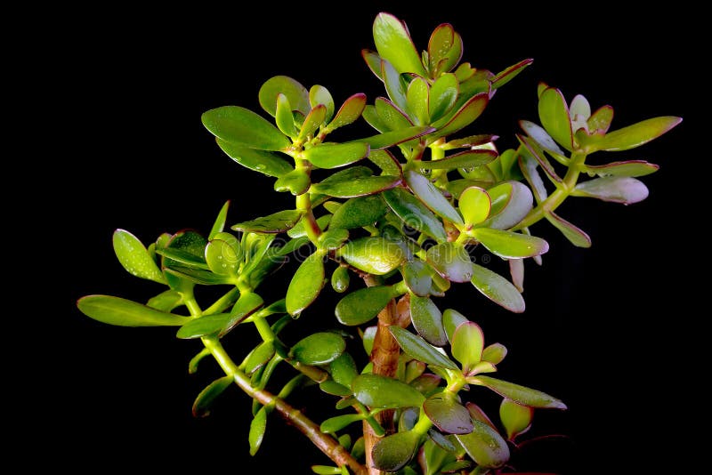 Ovata Della Crassula O Primo Piano Succulente Della Pianta Dell'albero ... Ovata Della Crassula O Primo Piano Succulente Della Pianta Dell'albero ...
