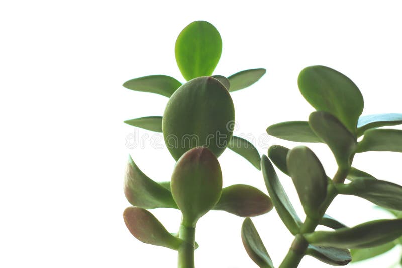 Ovata Della Crassula, Pianta Della Giada O Albero Dei Soldi In Un Vaso ... Ovata Della Crassula, Pianta Della Giada O Albero Dei Soldi In Un Vaso ...