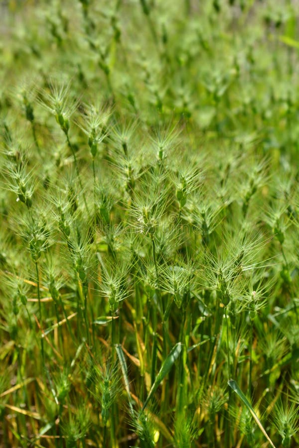 Ovate goatgrass stock photo. Image of ovate, close, grass - 132344712