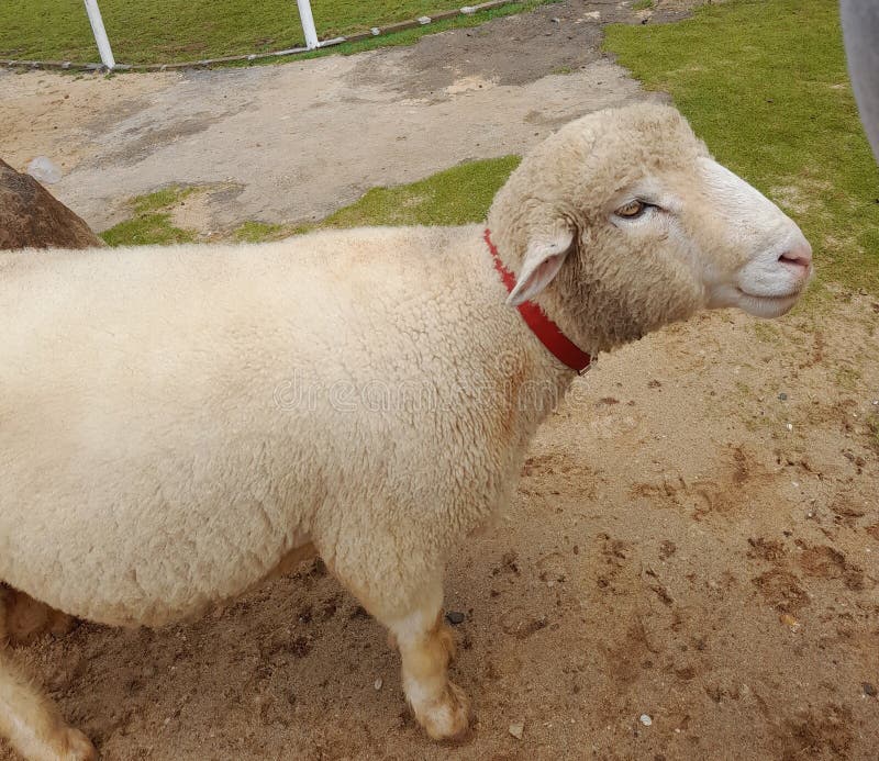 Oveja de color rojo foto de archivo. Imagen de ovejas - 269728216