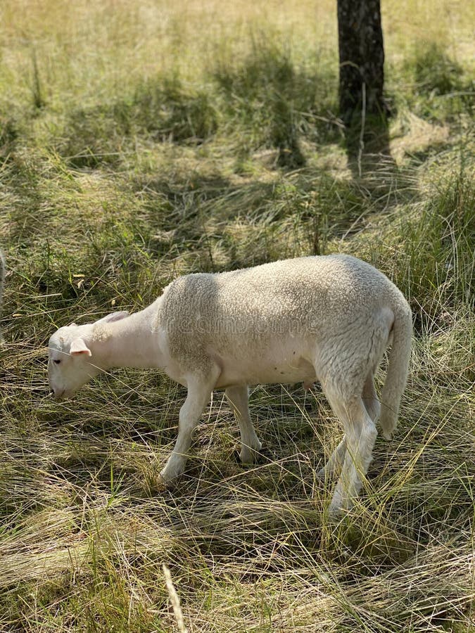Oveja hambrienta imagen de archivo. Imagen de caminar - 189840683