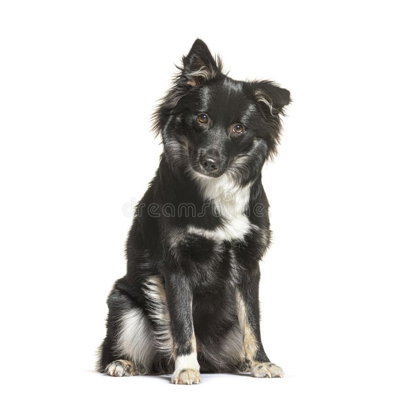 Oveja Islandesa Sentada Aislada En Blanco Imagen de archivo - Imagen de ...