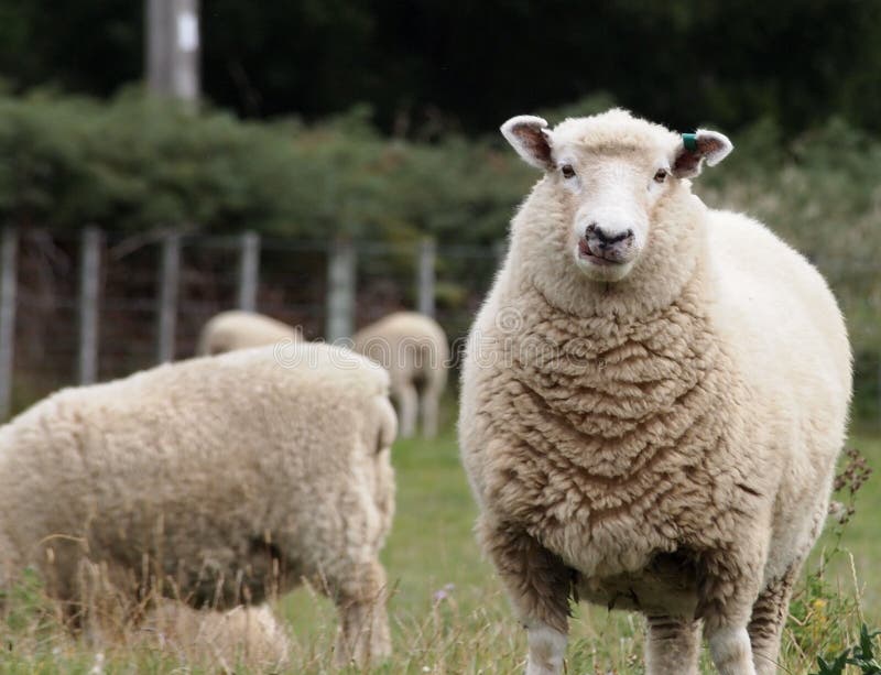 Sohadiszno (Sohadiszno) - Fotos exclusivas