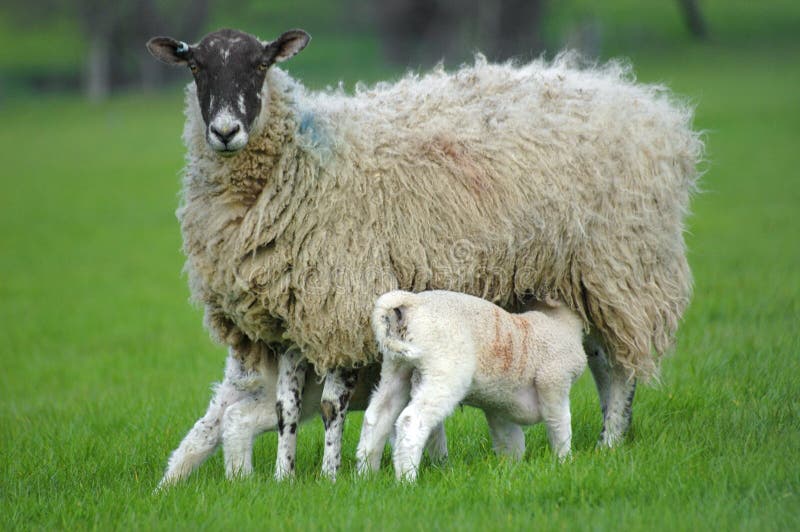 Ovejas foto de archivo. Imagen de lanas, fauna, bebé, animal - 5310102