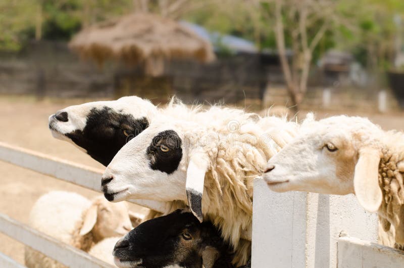 Ovejas Felices Fotos De Stock - Download 222 Fotos Libres de Derechos