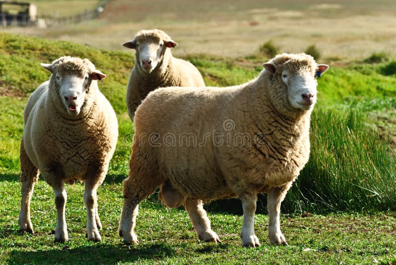 Ovejas y corderos foto de archivo. Imagen de madre, agricultura - 21578868