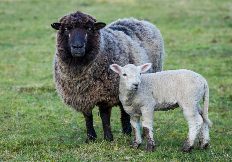 Ovejas con la cara negra imagen de archivo. Imagen de animal - 35653365