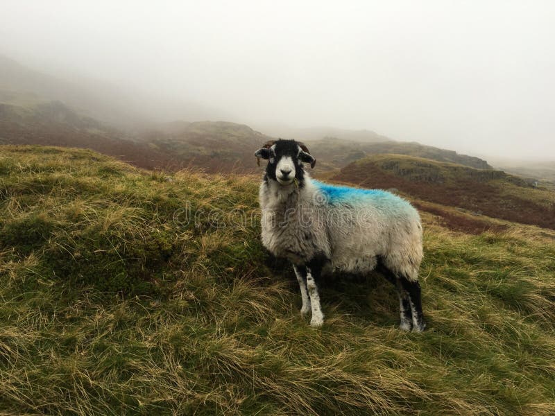 Ovejas de la paramera foto de archivo. Imagen de niebla - 96928288