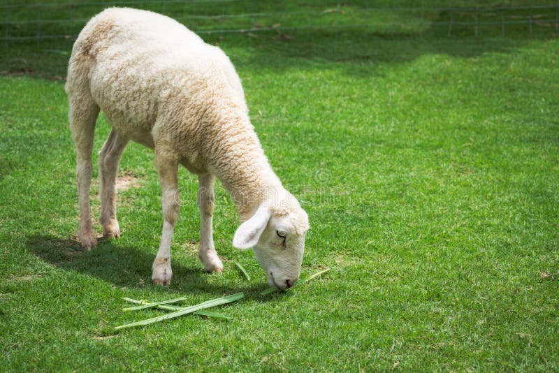 Ovejas De Masticating En Campo Del Arroz Foto de archivo - Imagen de ...