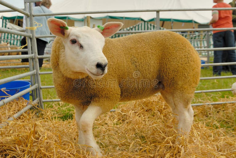 Ovejas de Texel foto de archivo. Imagen de ovejas, toro - 10715048