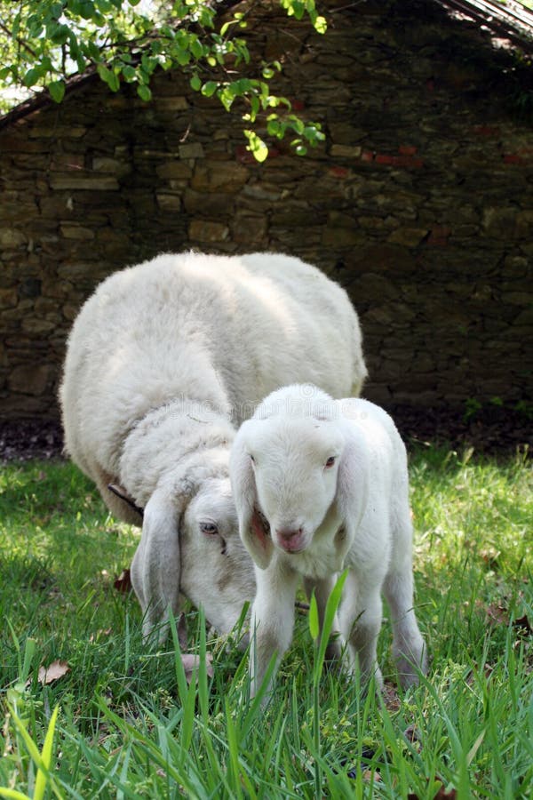 Ovejas Del Bebé Imagen. Imagen: 2513123