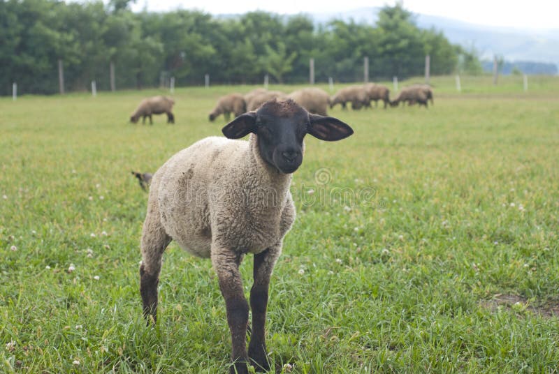 Ovejas del bebé de Suffolk imagen de archivo. Imagen de especie - 18175747