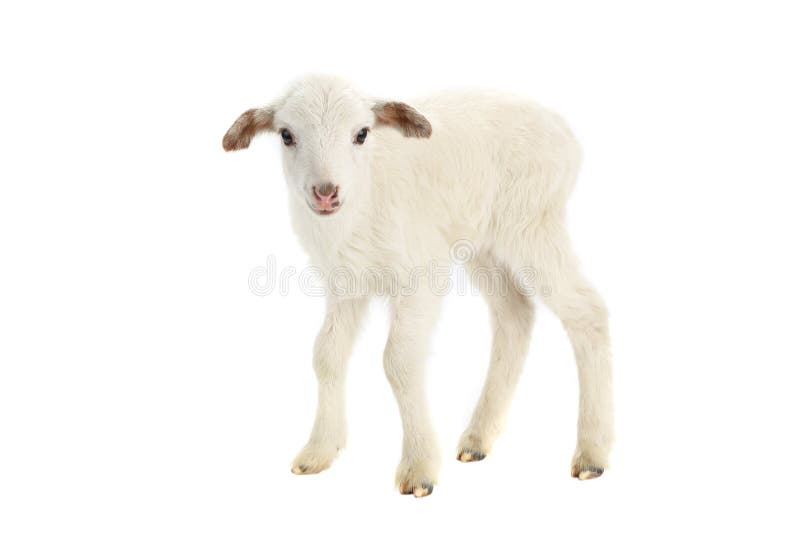 Ovejas Del Bebé Que Van En Un Blanco Foto de archivo - Imagen de animal ...