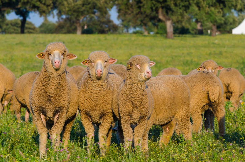 Ovejas En La Mirada Del Campo Foto de archivo - Imagen de pulga ...