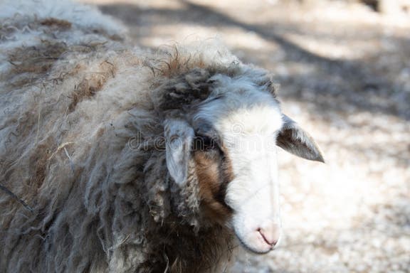 Ovejas en una granja imagen de archivo. Imagen de toro - 347611263