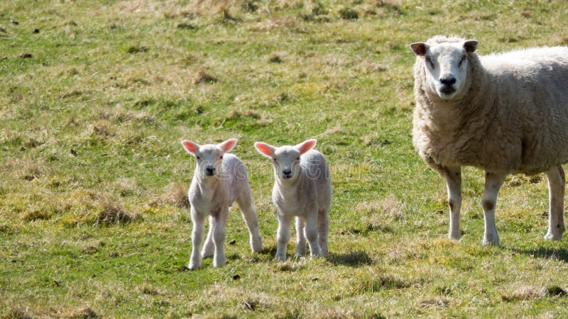 Ovejas - madre y bebés imagen de archivo. Imagen de agricultura - 52712099