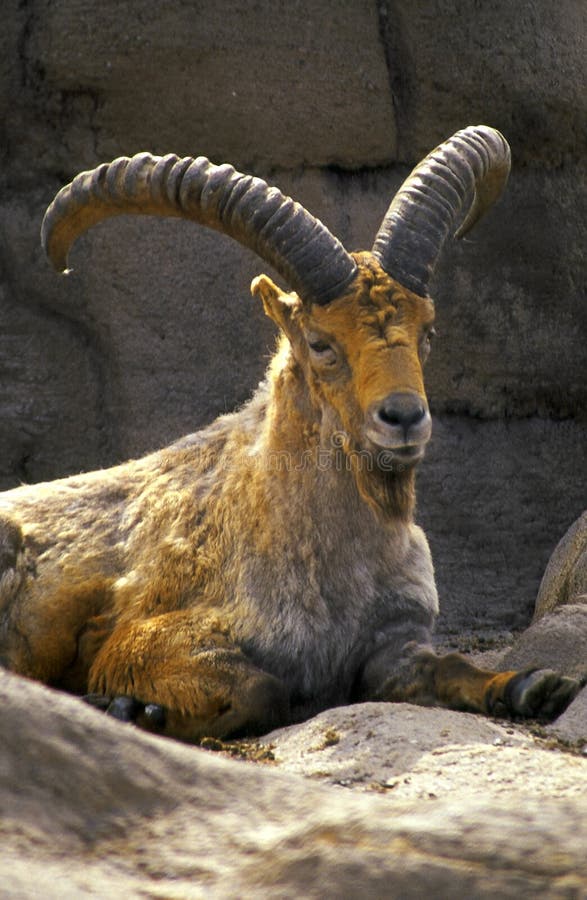 Ovejas masculinas imagen de archivo. Imagen de arrugado - 101911