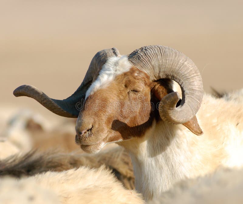Ovejas masculinas imagen de archivo. Imagen de verano - 5379663