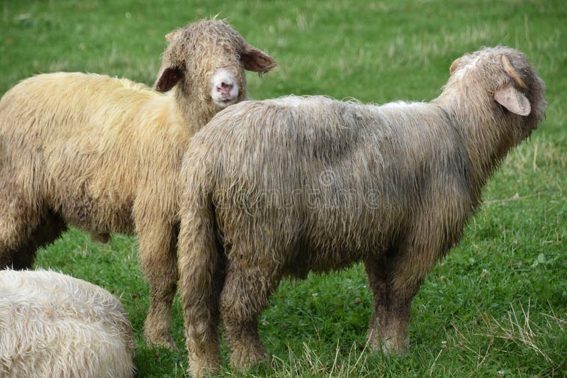Ovejas Merino En Una Granja Imagen de archivo - Imagen de farmland ...