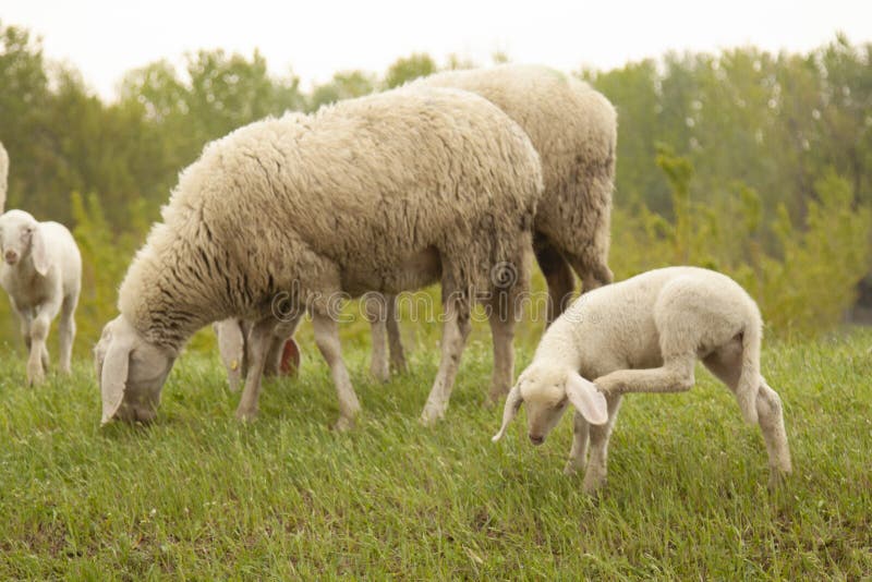 Pasto De La Multitud De Cabras Y De Ovejas Foto de archivo - Imagen de ...