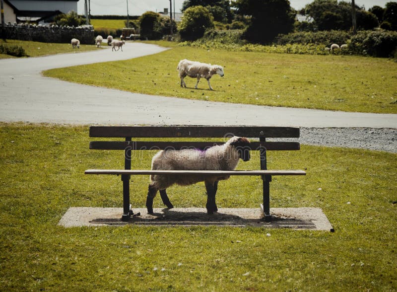 Ovejas Pastoreando En La Granja Foto de archivo - Imagen de aire ...