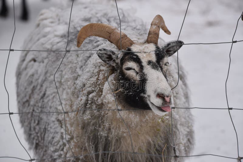 Ovejas En Papada De La Lengua Imagen de archivo - Imagen de animales ...