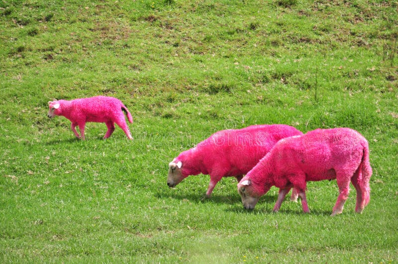 Ovejas rosadas foto de archivo. Imagen de ganado, farmland - 22158286