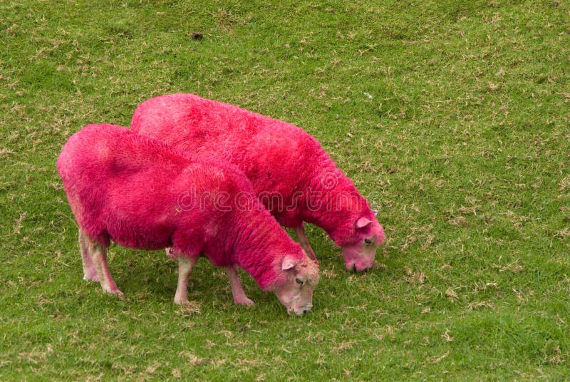 Ovejas rosadas foto de archivo. Imagen de comer, hierba - 37178374